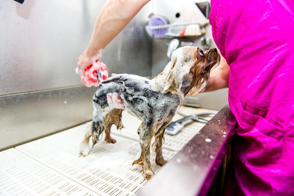 Come curare il pelo del cane in vista dell'estate - News Prima