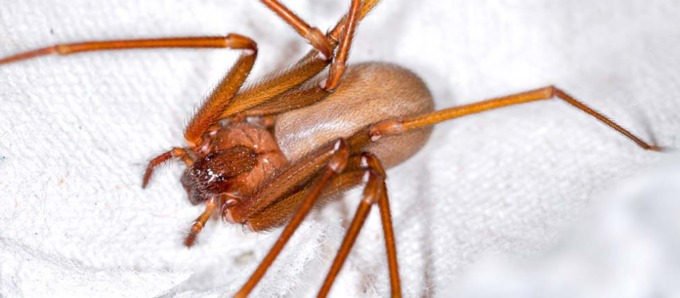 Punture di zanzara e morsi di ragno: come riconoscerli e cosa fare