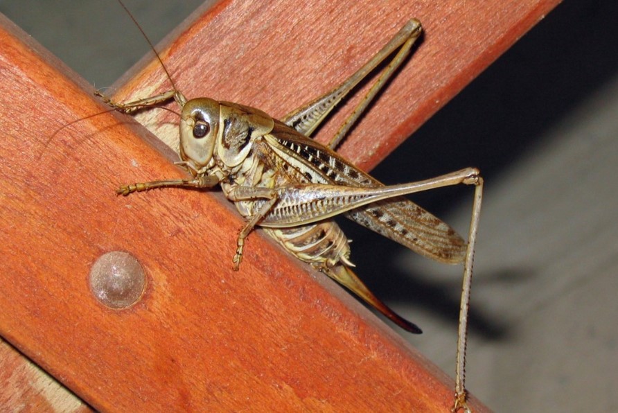 Grilli in polvere, l'Europa dà il via libera alla vendita: si potranno ...