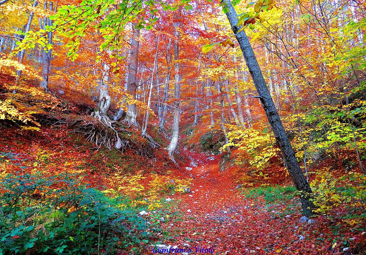 Foliage: i posti più belli in Piemonte - News Prima