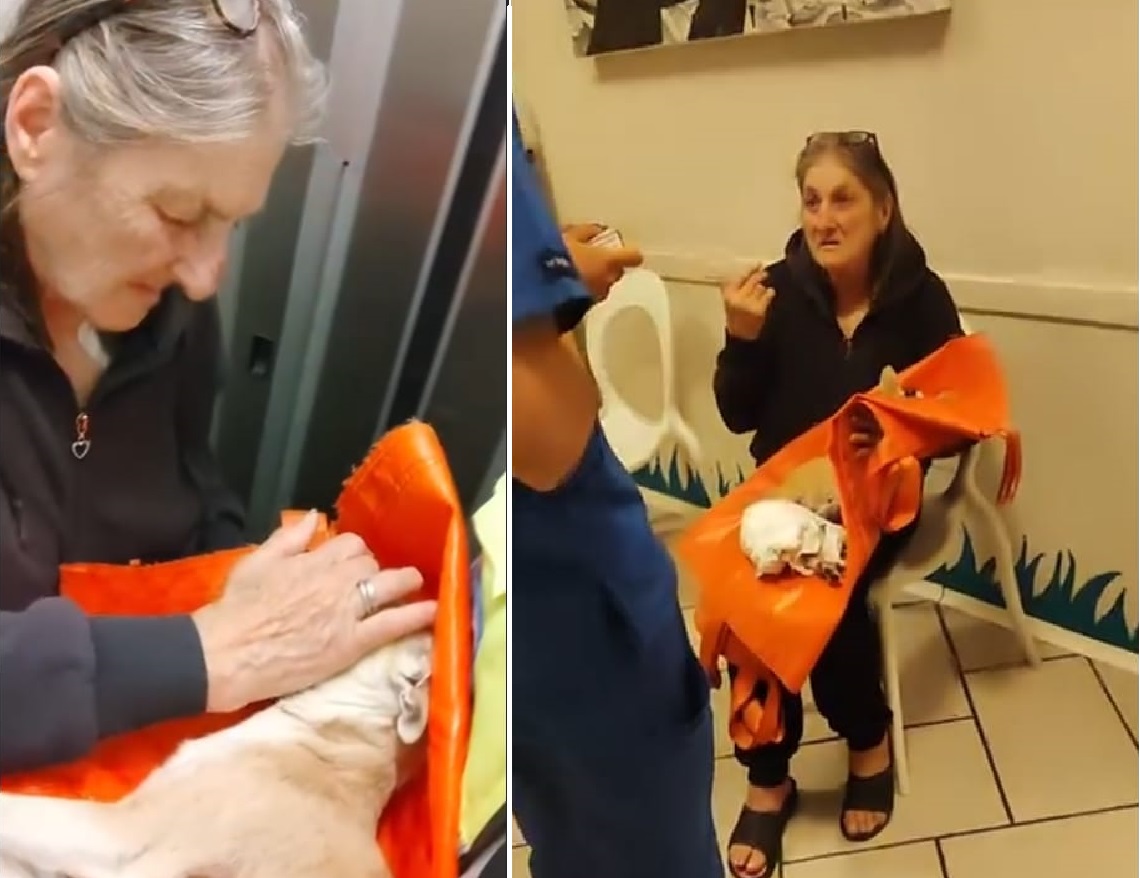La cagnolina Luna muore spaventata dai botti di Capodanno - News Prima La cagnolina Luna muore spaventata dai botti di Capodanno - News Prima