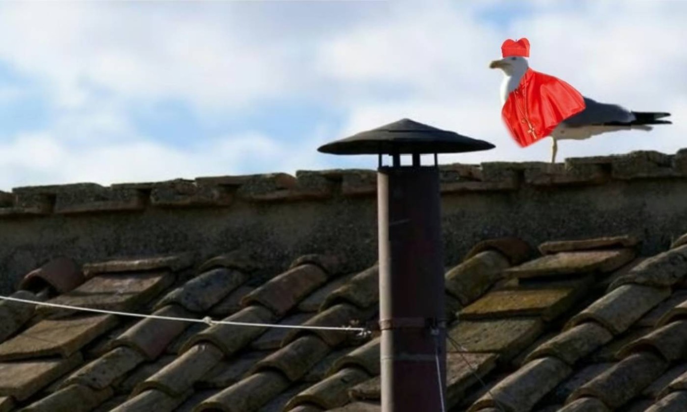 Il vero protagonista del primo giorno di Conclave è... un gabbiano: i ...
